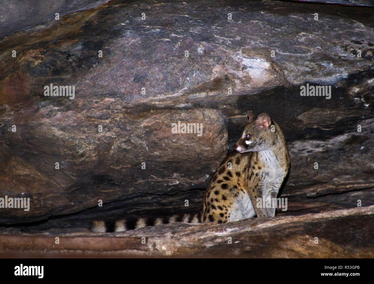 Large spotted genet nocturnal hi-res stock photography and images - Alamy