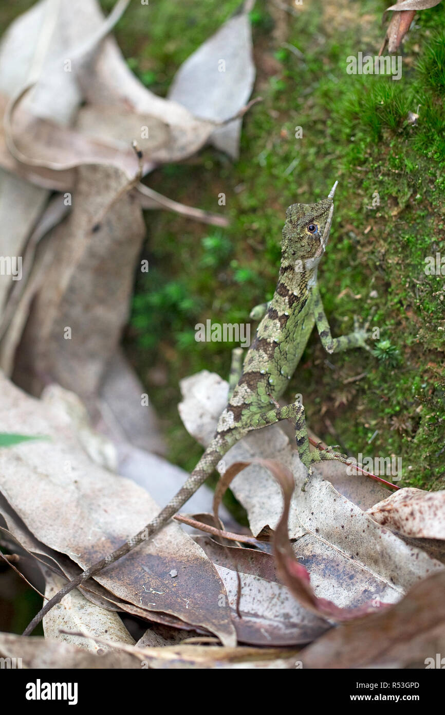 Rhino-horned Lizard (Ceratophora stoddartii Stock Photo - Alamy