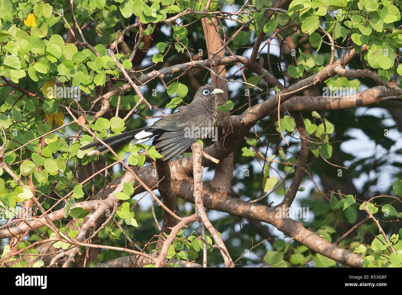 Blue-faced Malkoha (Rhopodytes viridirostris Stock Photo - Alamy