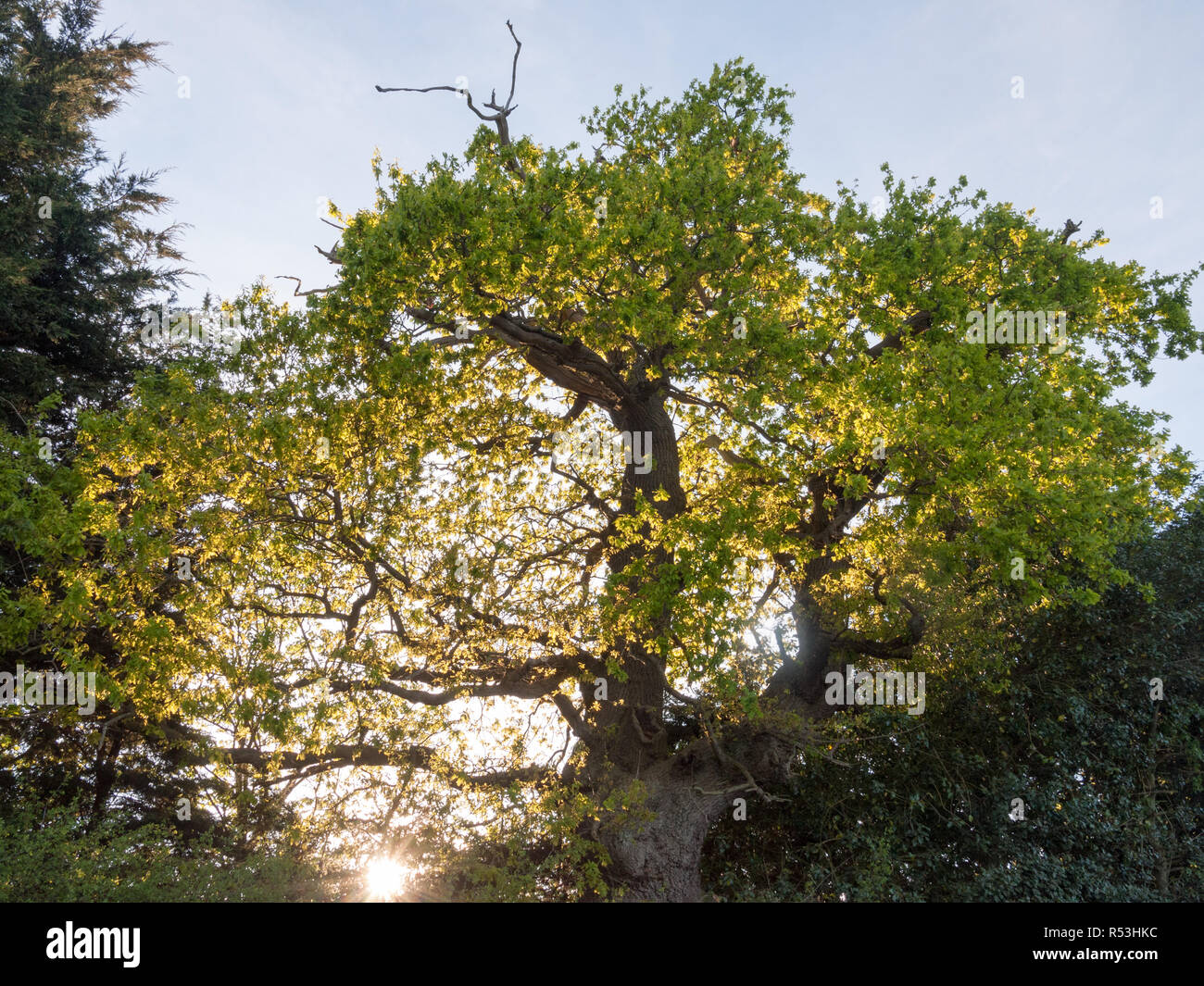 the sun poking through an oak tree outside on edge of country with ...