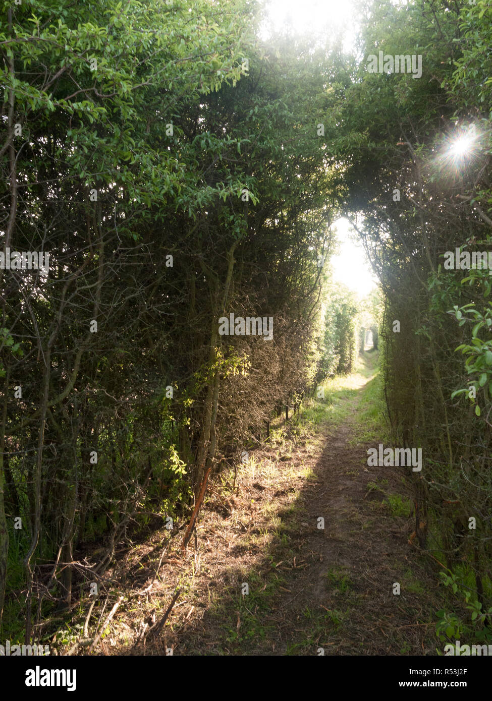 a pathway through a meadow with tree archway wonderful journey walking ...