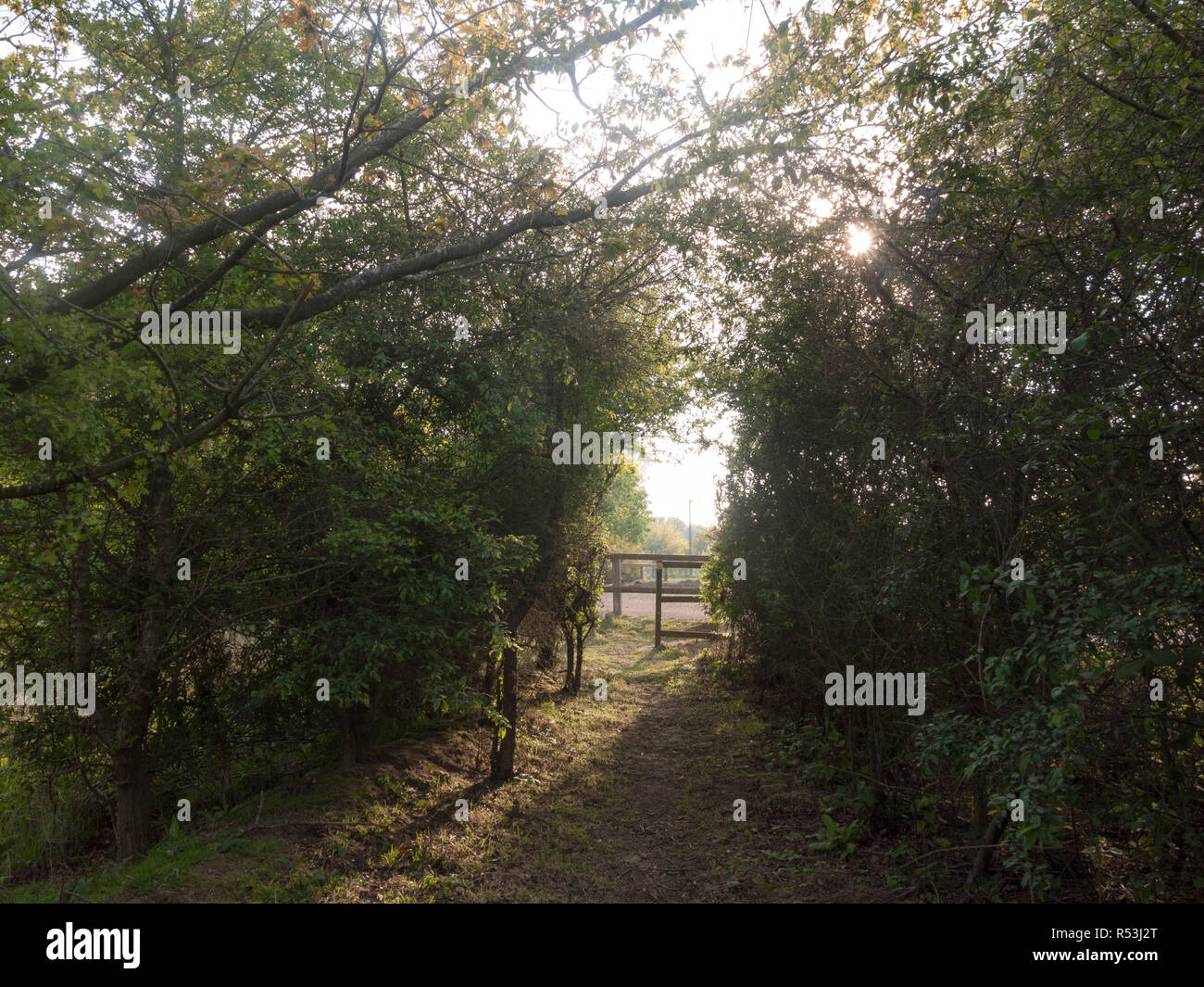 lush archway through nature countryside to walk and ramble through with ...