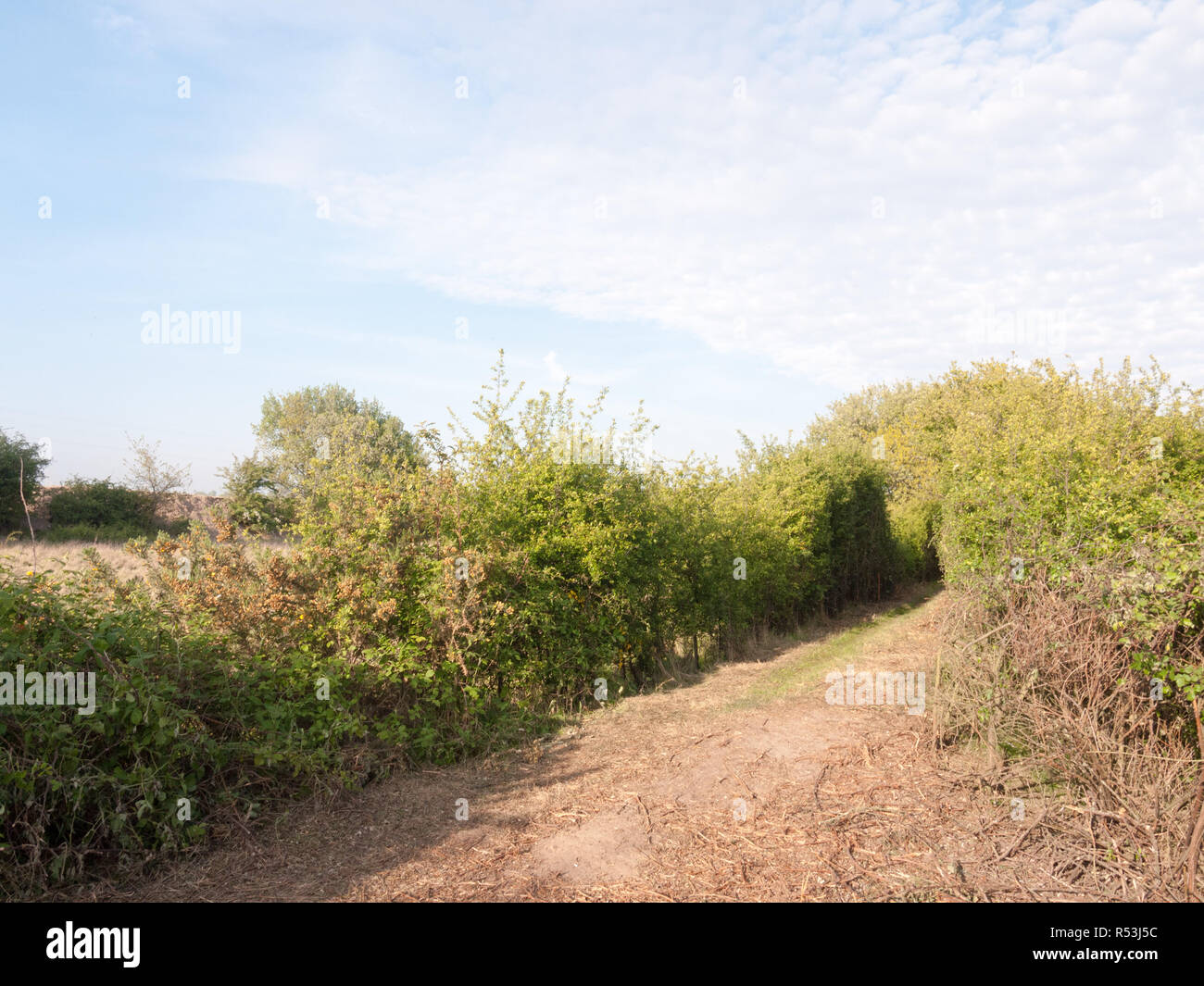 a pathway through a meadow with tree archway wonderful journey walking ...