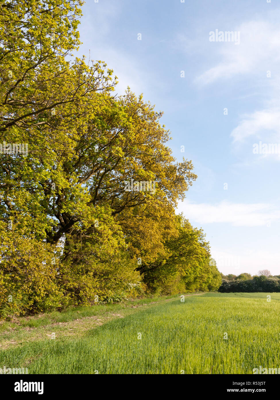 tree line outside in field farm sunshine beautiful Stock Photo - Alamy