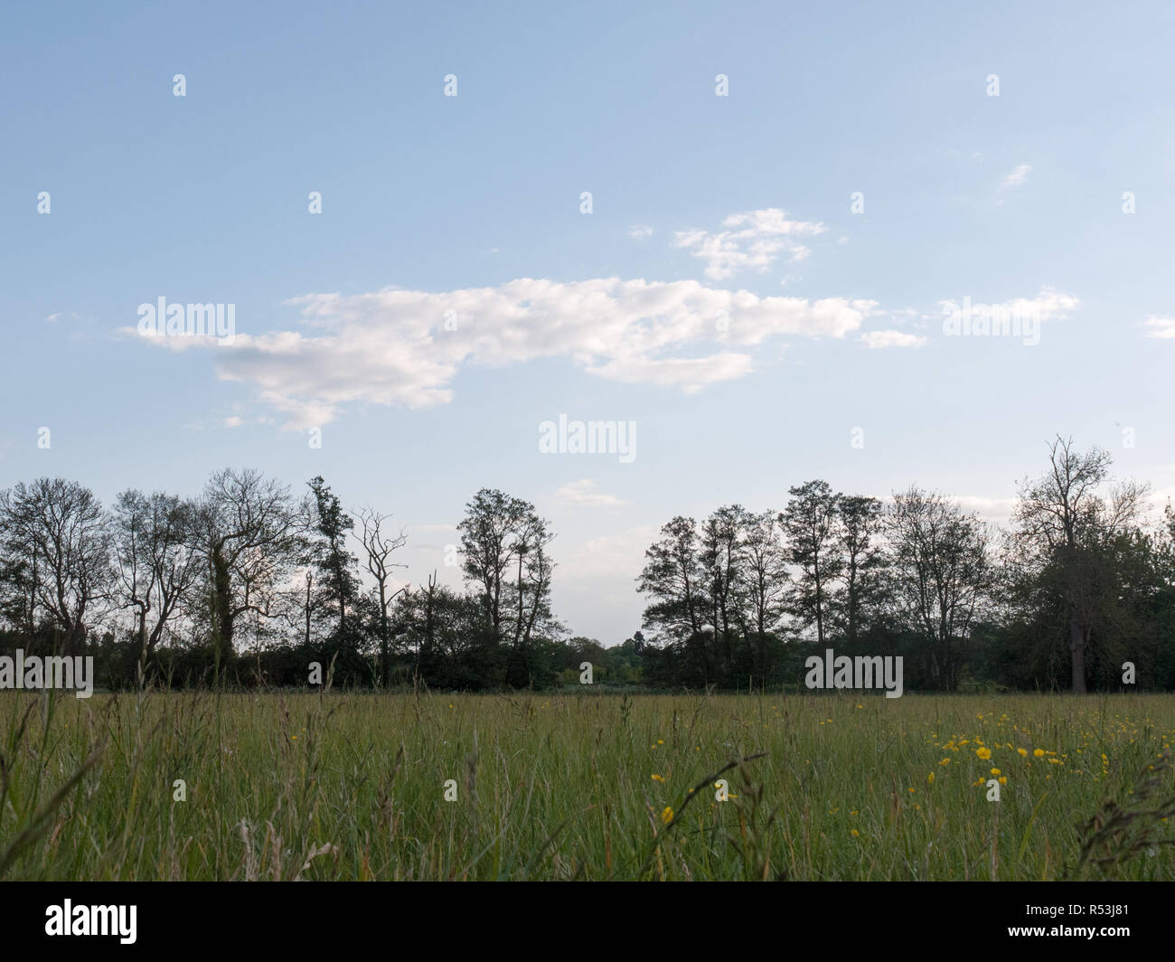 Treeline backdrop hi-res stock photography and images - Alamy