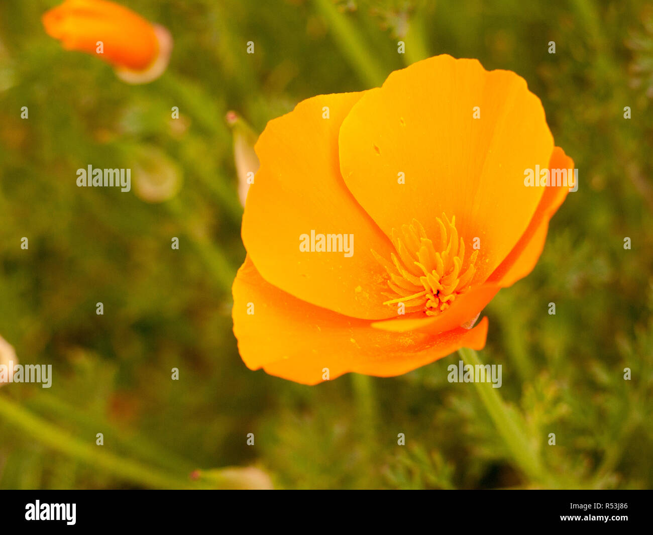 orange flower head open up in sunlight in late summer afternoon Stock ...