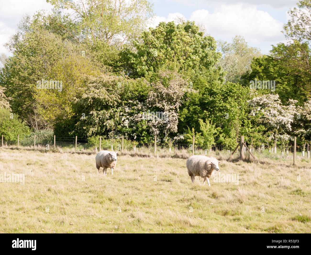 sheep outside in the country walking and resting in the summer light in ...