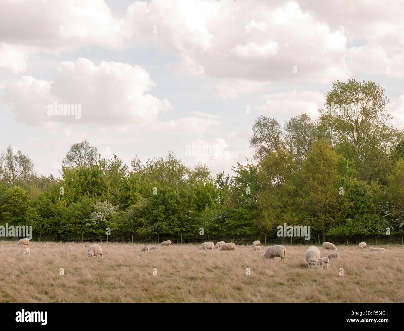 sheep outside in the country walking and resting in the summer light in ...