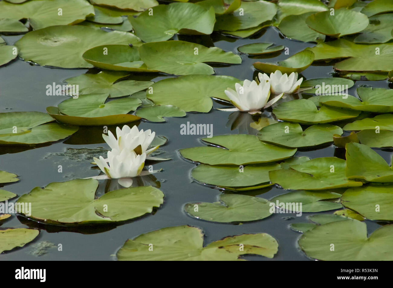 Waterlilly pads hi-res stock photography and images - Alamy