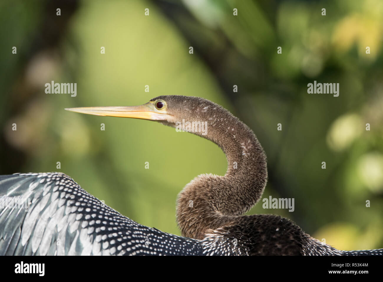 Central america anhinga hi-res stock photography and images - Alamy