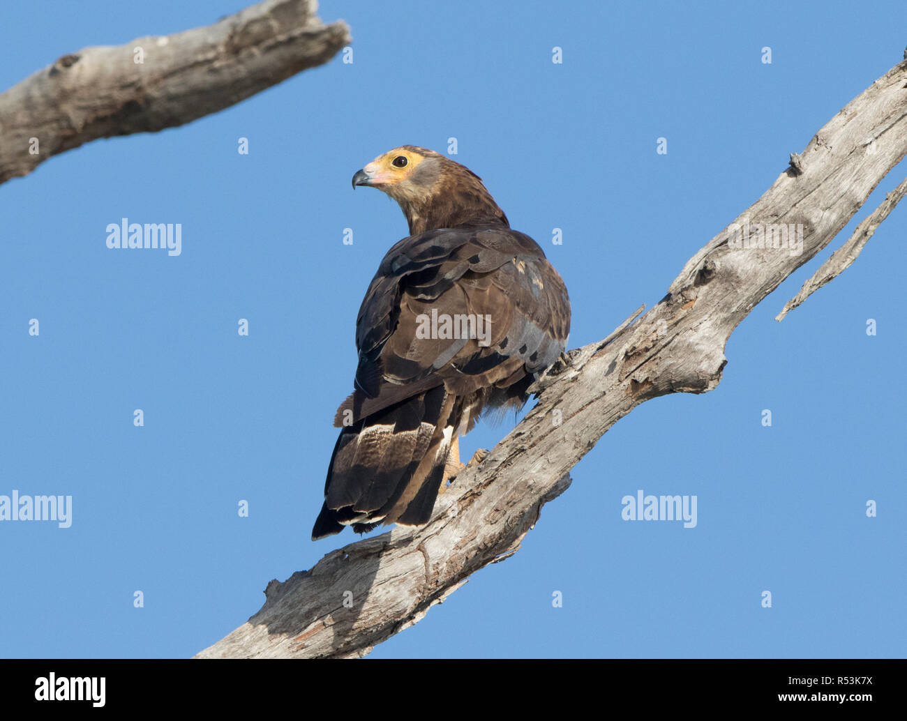 African harrier hawk hi-res stock photography and images - Alamy