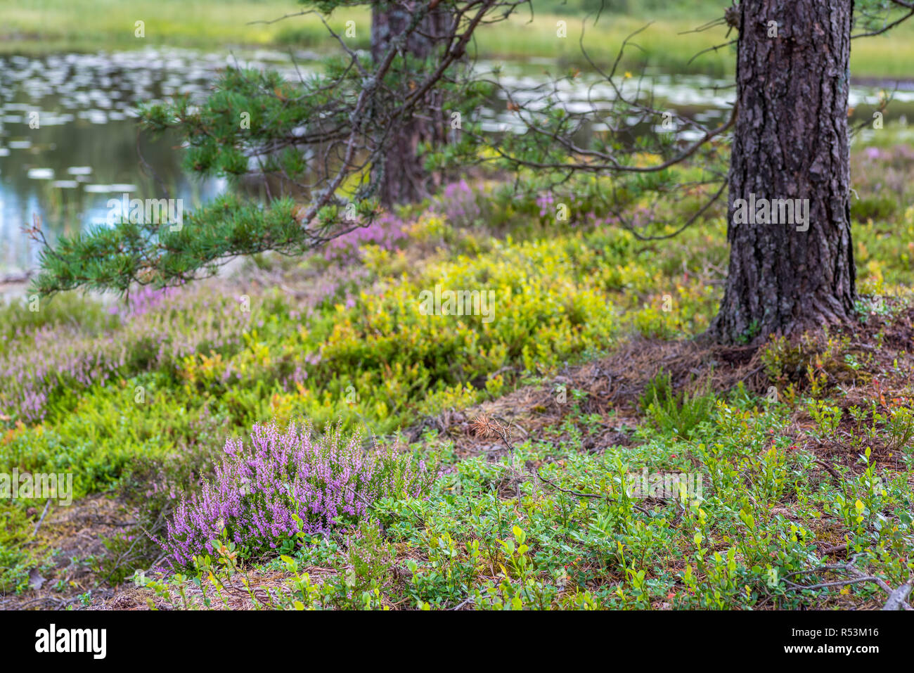nature photography at the small lake Stock Photo - Alamy