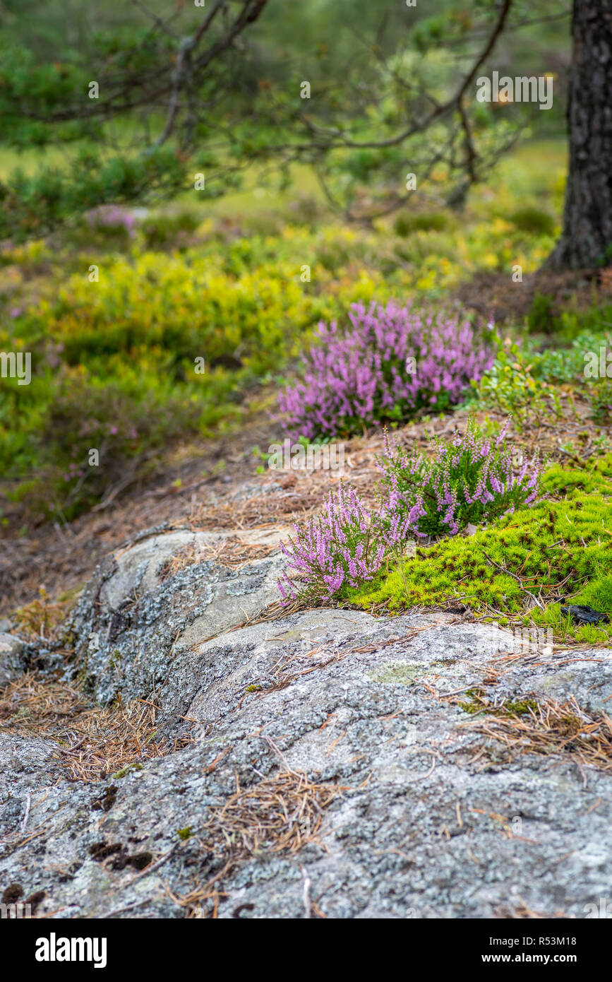 nature photography at the small lake Stock Photo - Alamy