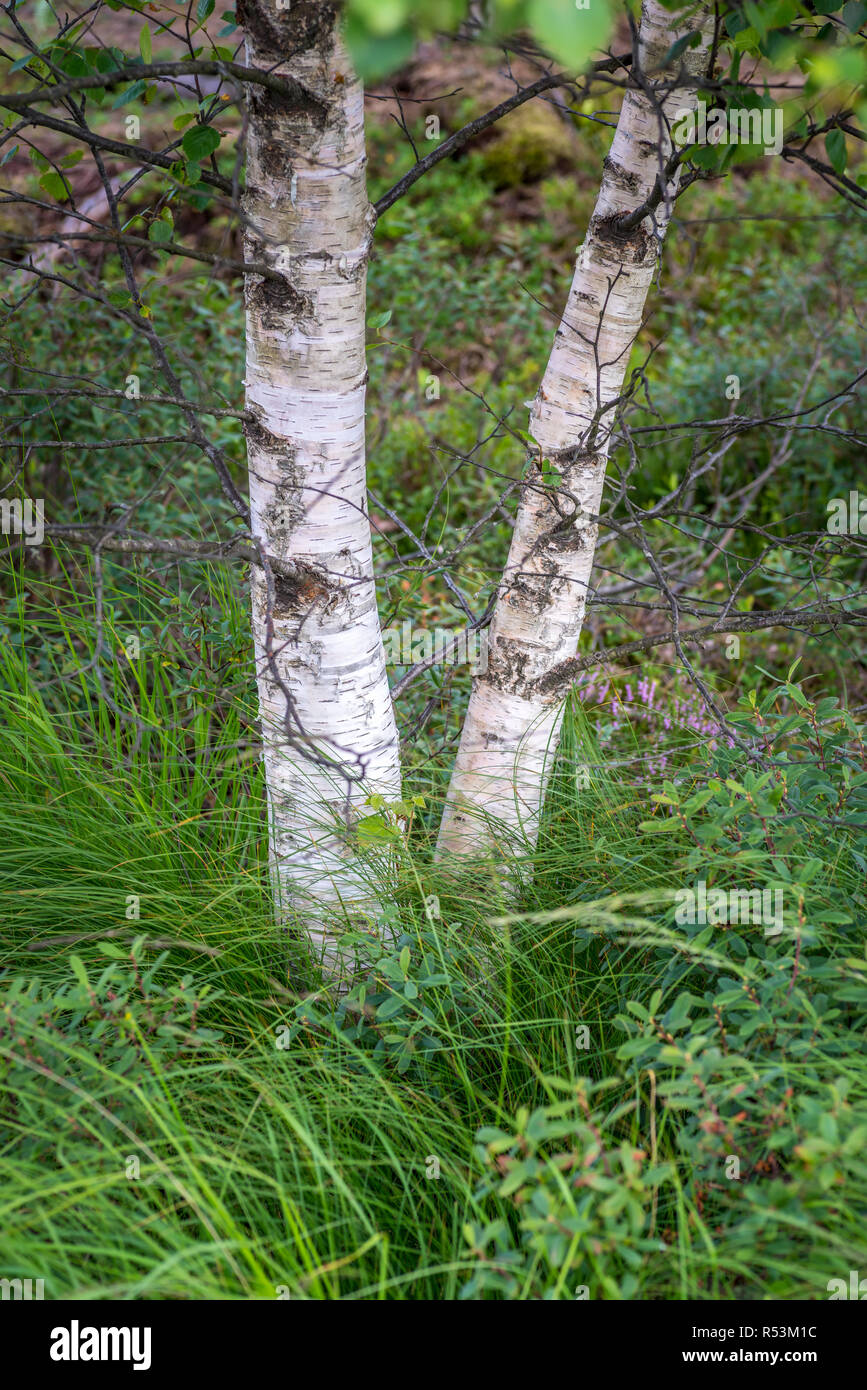nature photography at the small lake Stock Photo - Alamy