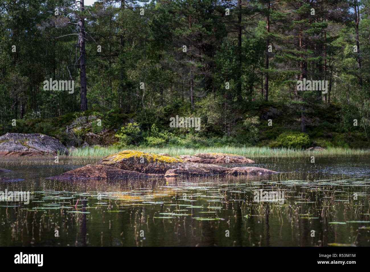 nature photography at the small lake Stock Photo - Alamy