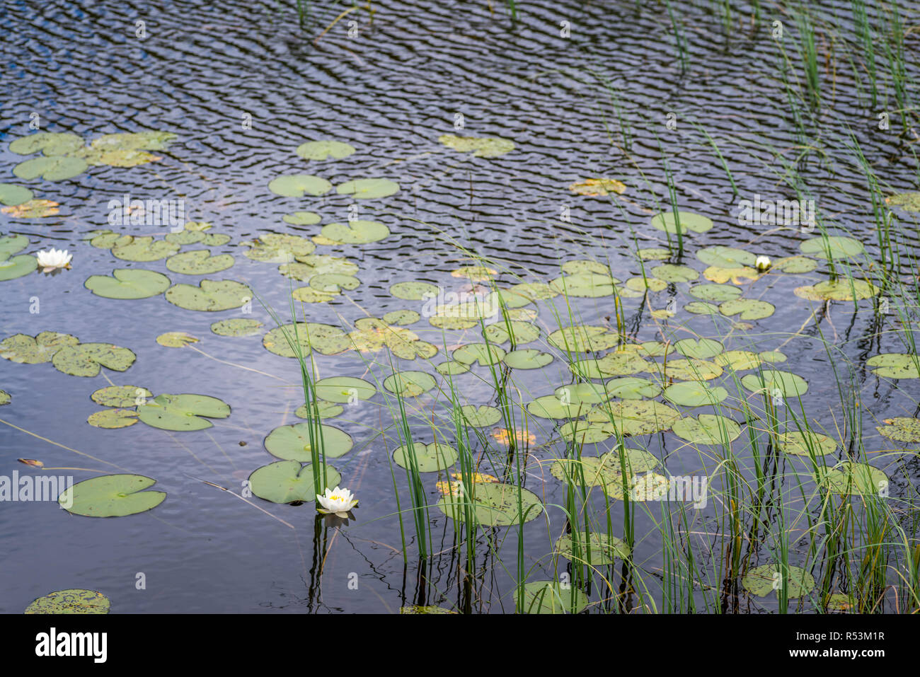 nature photography at the small lake Stock Photo - Alamy