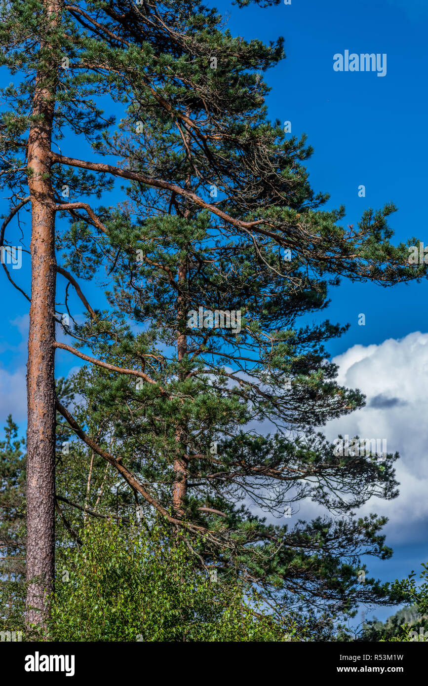 nature photography at the small lake Stock Photo - Alamy