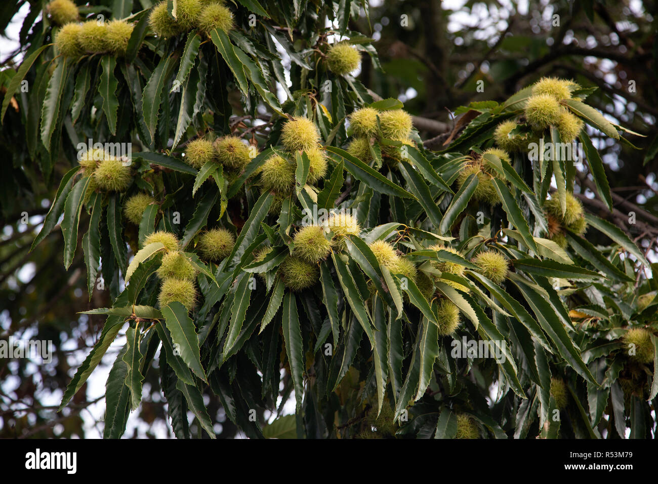 Castanea sativa tree hi-res stock photography and images - Alamy