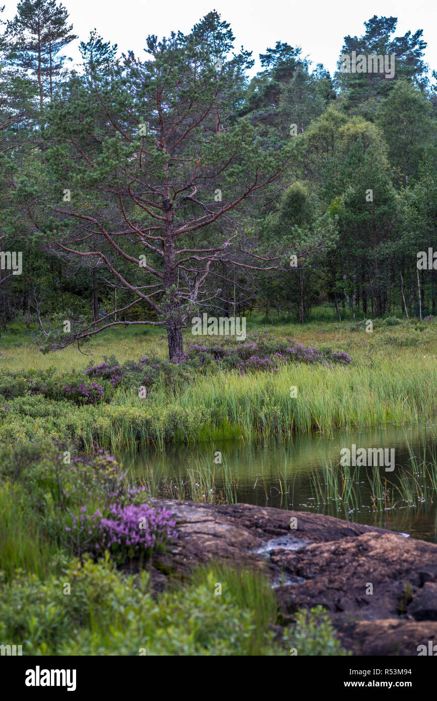 nature photography at the small lake Stock Photo - Alamy