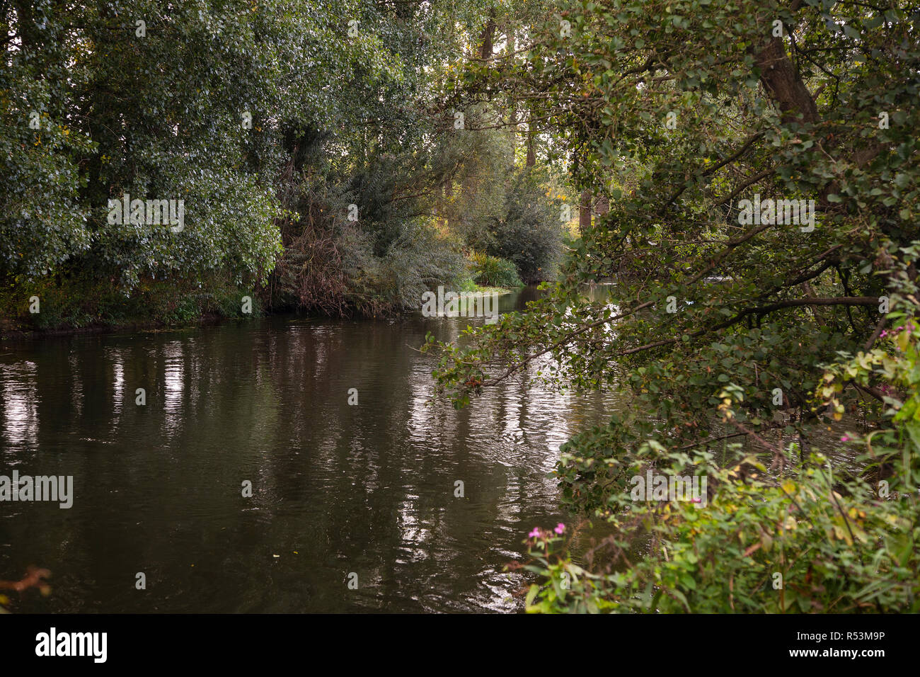 Small river bordered by bushes; river Roer, Limburg, Netherlands Stock ...