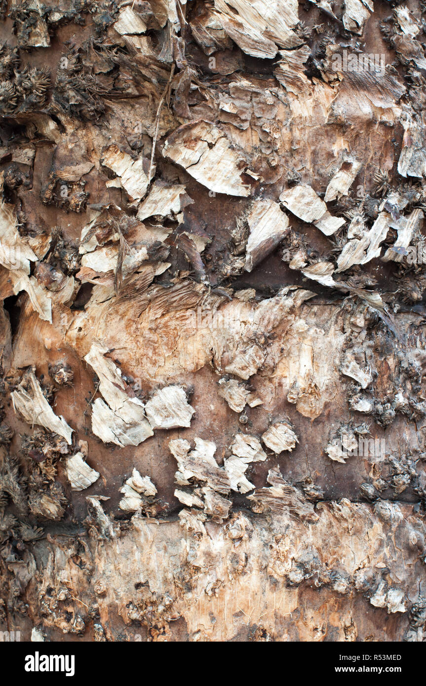 Palm Tree Trunk Surface Stock Photo - Alamy