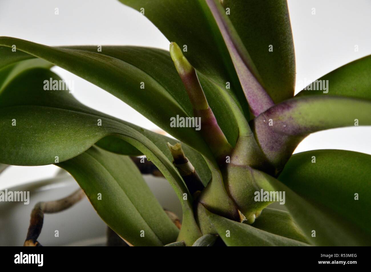 new orchid stem is growing Stock Photo - Alamy