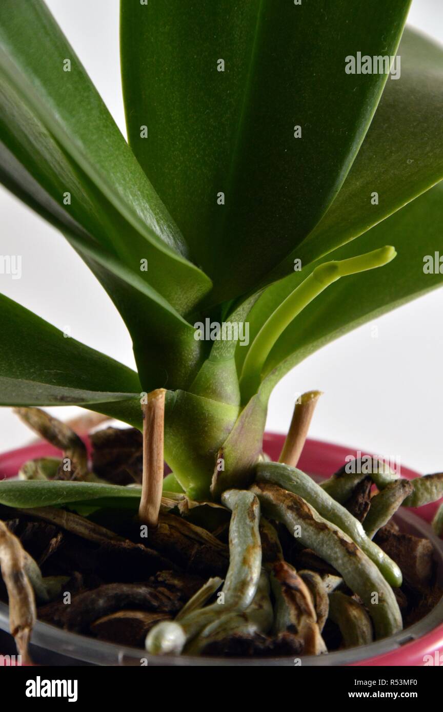 new orchid stem is growing Stock Photo - Alamy