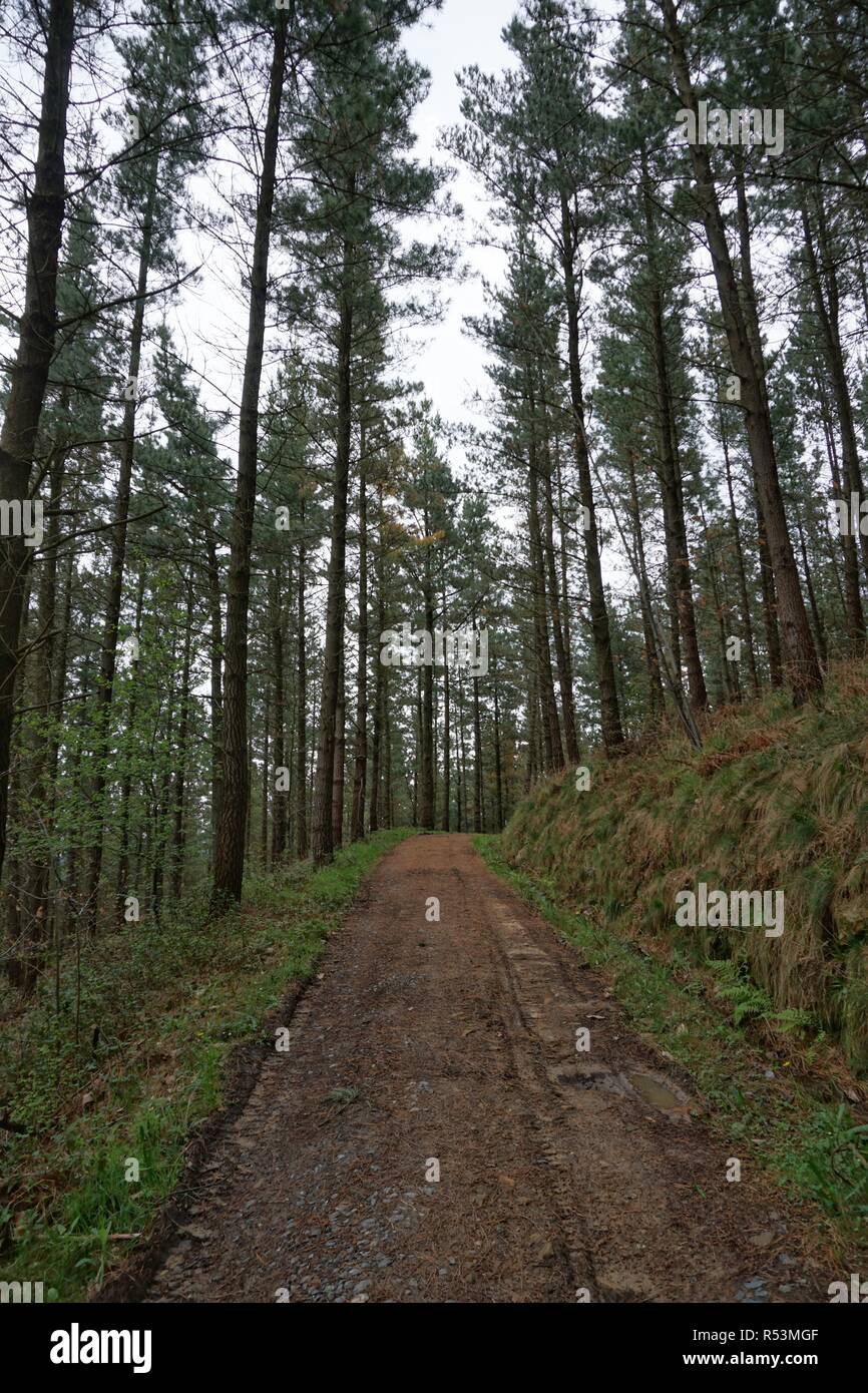 road with green trees Stock Photo - Alamy
