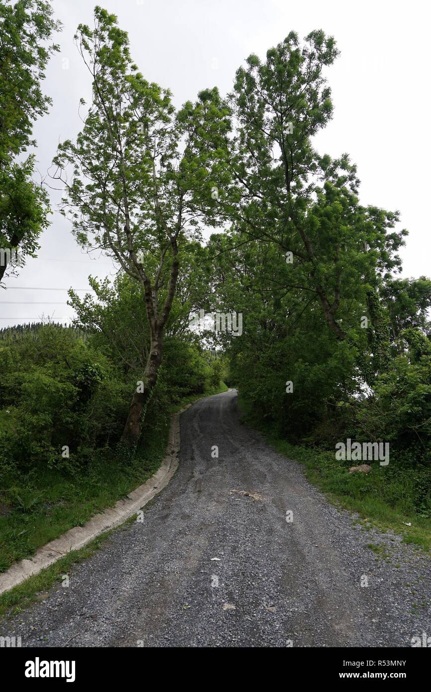 road with green trees Stock Photo - Alamy
