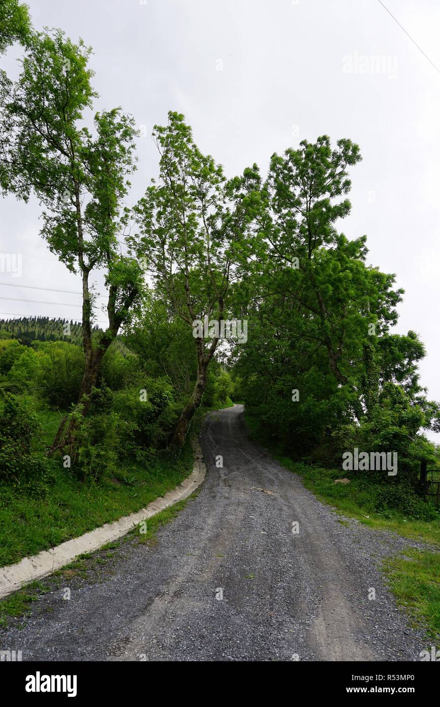 road with green trees Stock Photo - Alamy