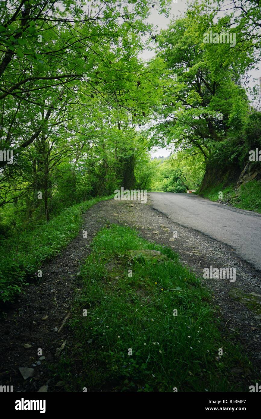 road with green trees Stock Photo - Alamy