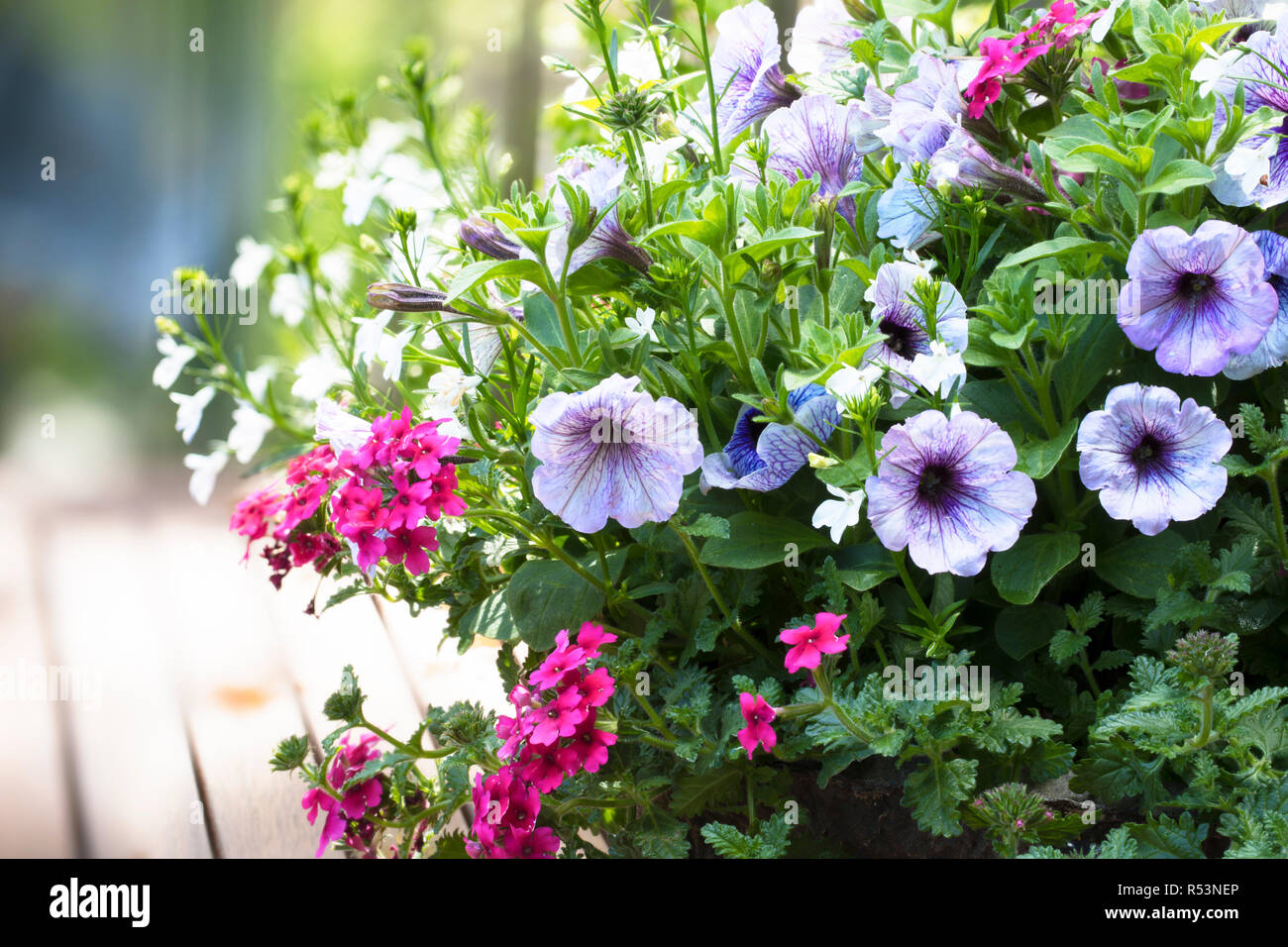 Verbena basket hi-res stock photography and images - Alamy