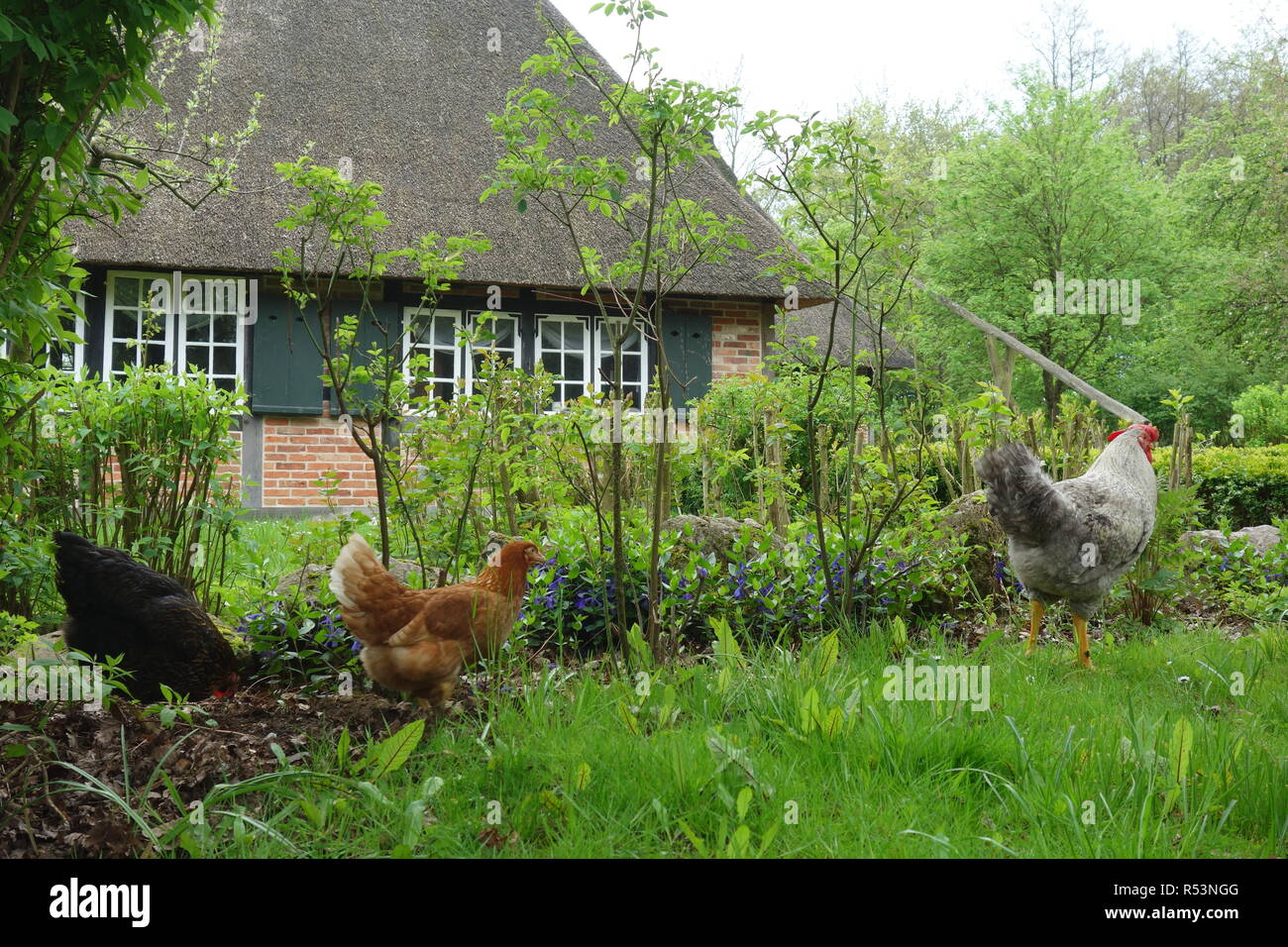 farmhouse with garden and chickens Stock Photo - Alamy