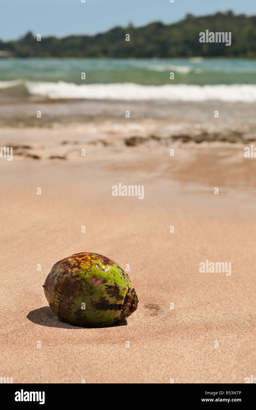 Coconut on the beach Stock Photo - Alamy