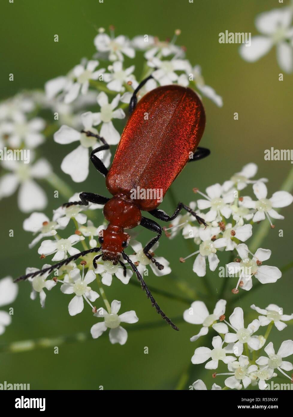red-headed fire beetle Stock Photo - Alamy