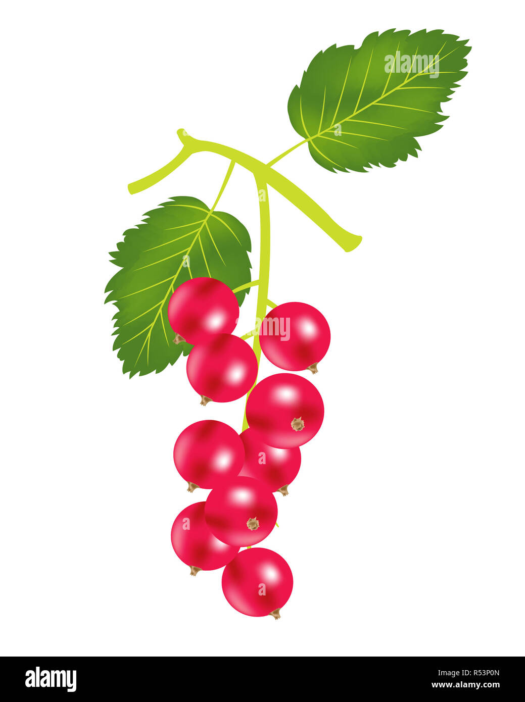 Wood sorrel illustration hi-res stock photography and images - Alamy