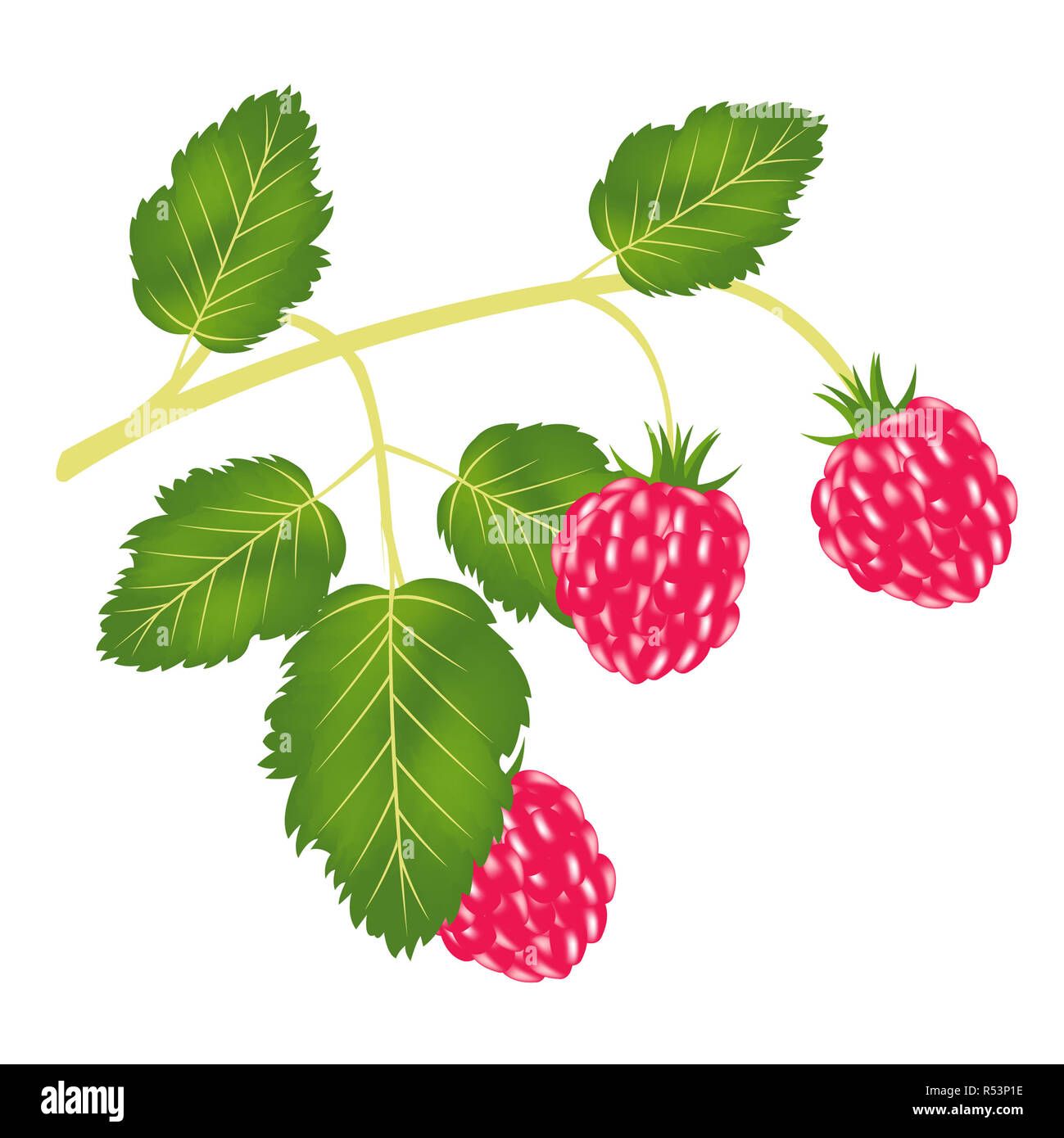 Branch of the ripe raspberry Stock Photo - Alamy