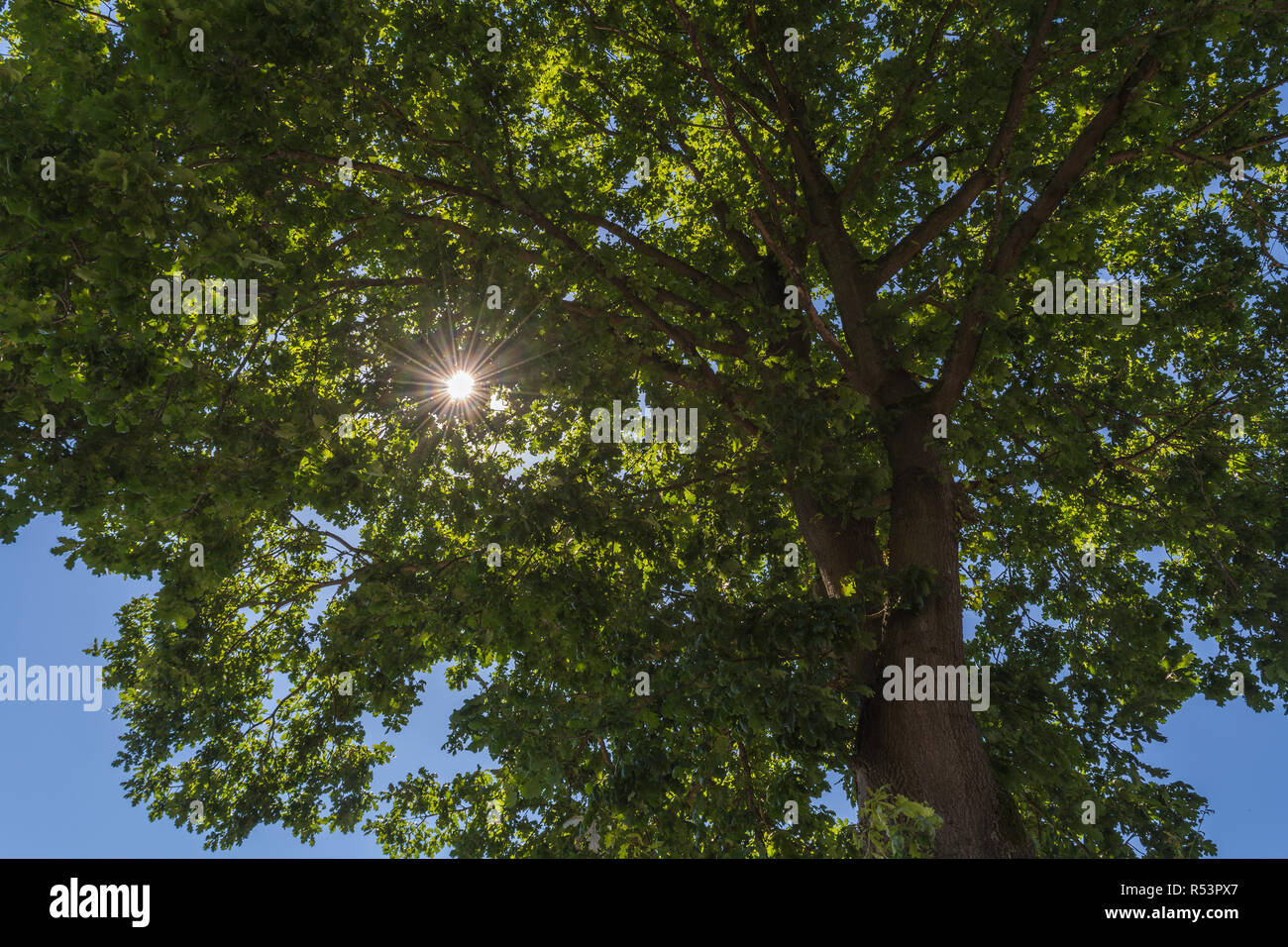 sunbeams through tree top Stock Photo - Alamy