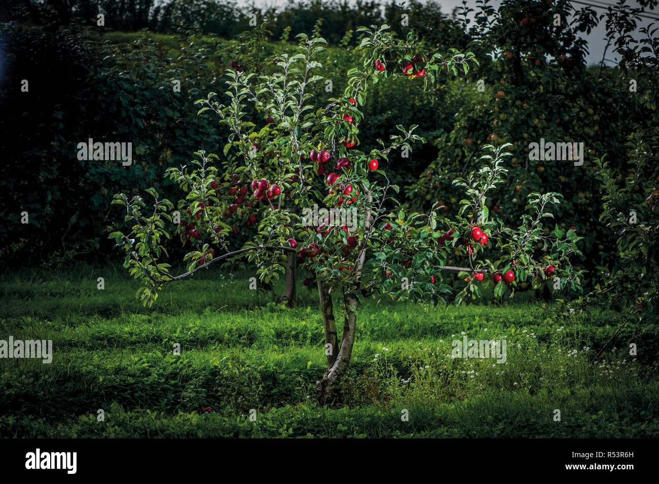 Apple Tree, Ready to be Harvested, Somerset Stock Photo - Alamy