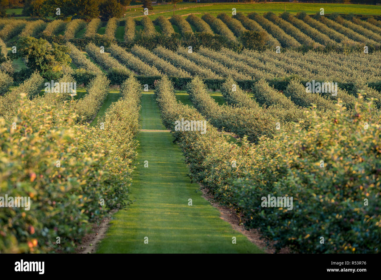 Rows of Apple Trees, Cider Orchard, Somerset Stock Photo - Alamy
