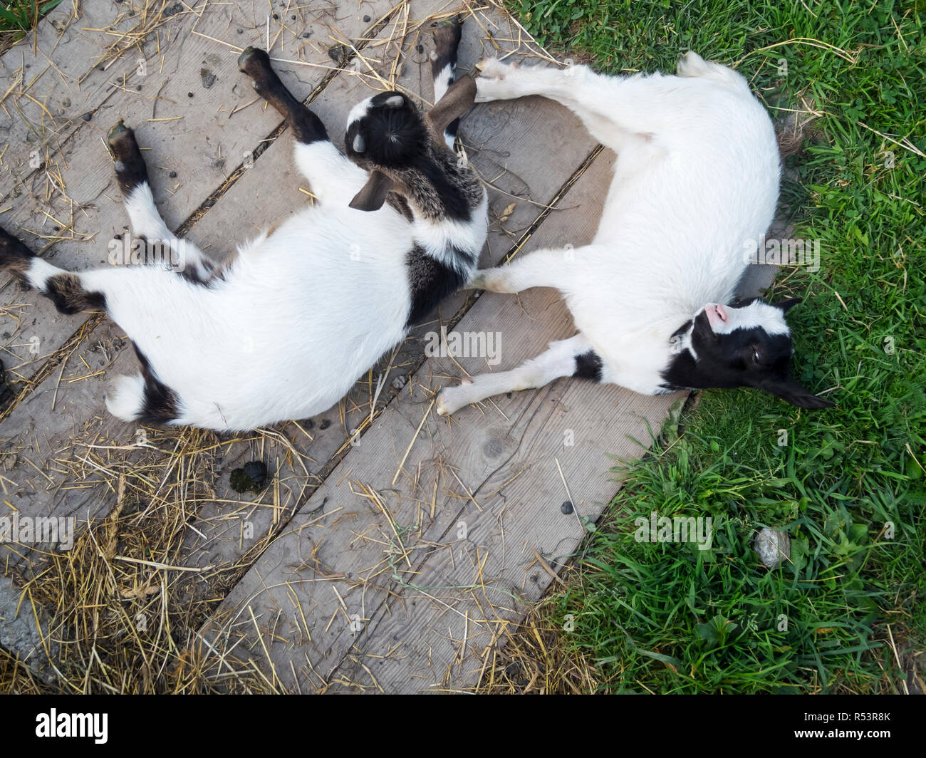two small goats looking up Stock Photo - Alamy