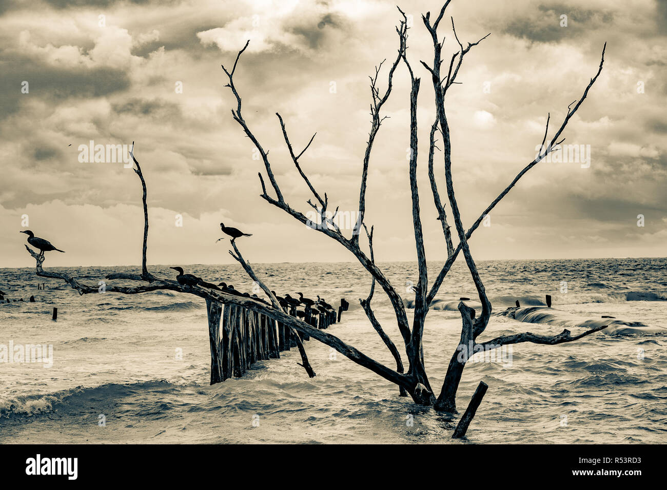 Caribbean tree branches Stock Photo - Alamy