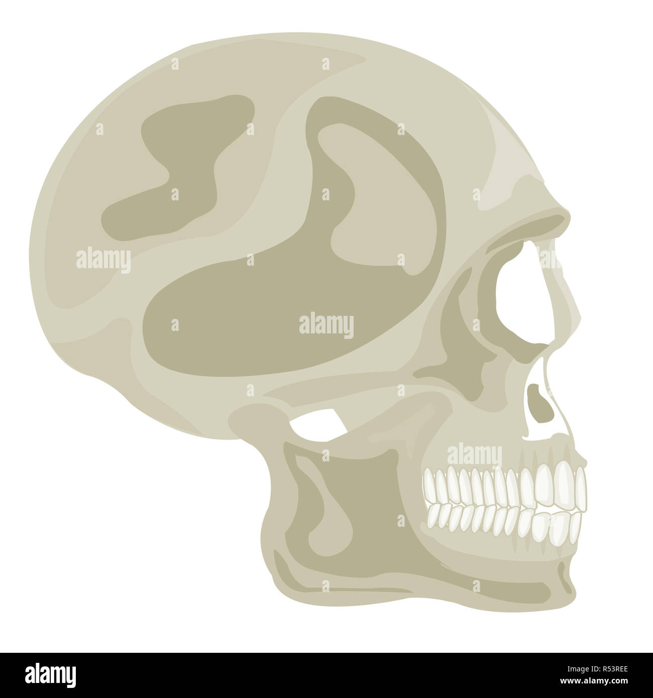 Picture skull hi-res stock photography and images - Alamy