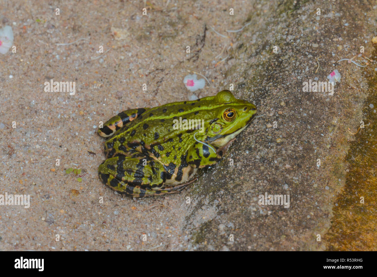 sea frog in the pond Stock Photo - Alamy