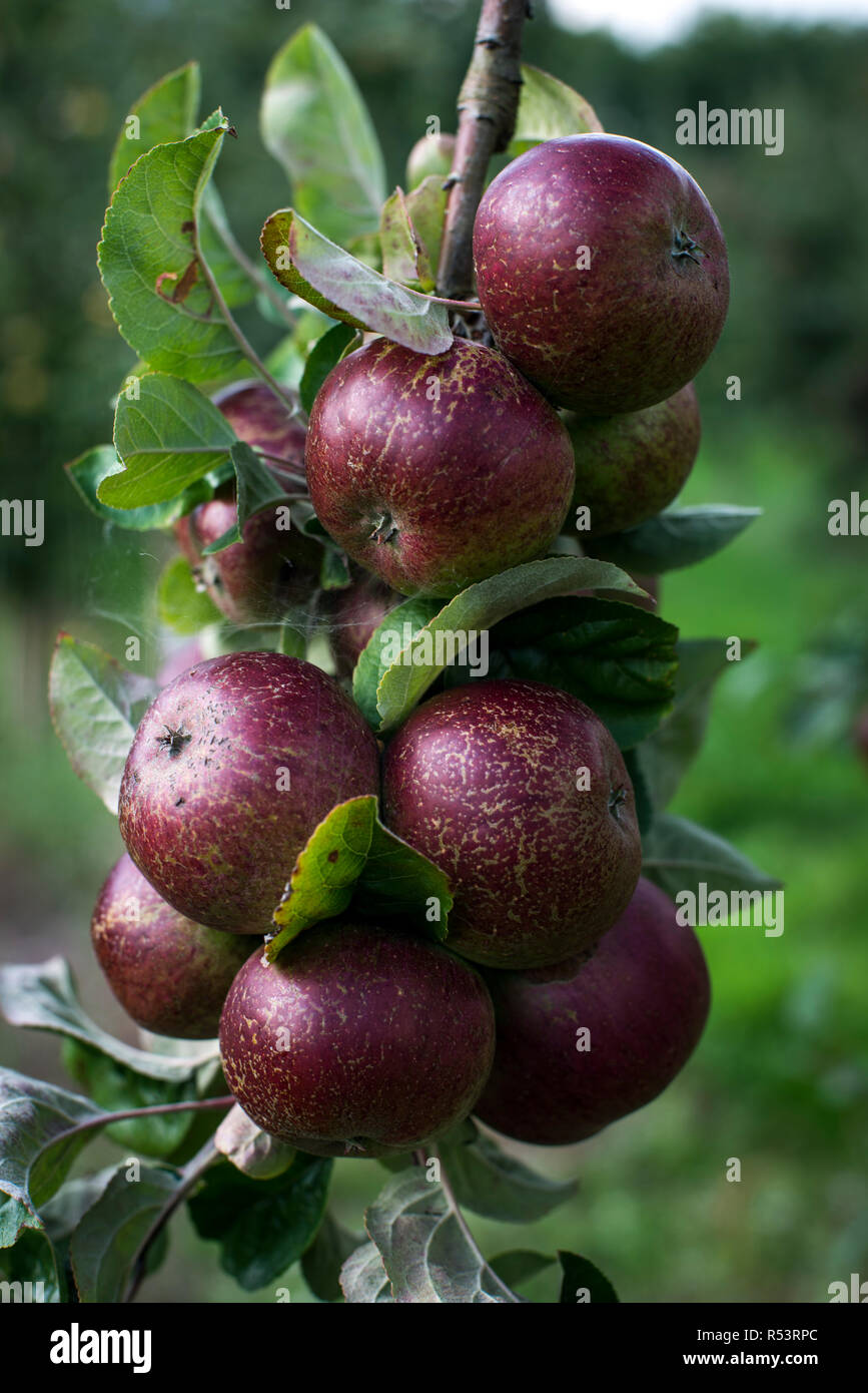 Purple Apples in Somerset Stock Photo - Alamy