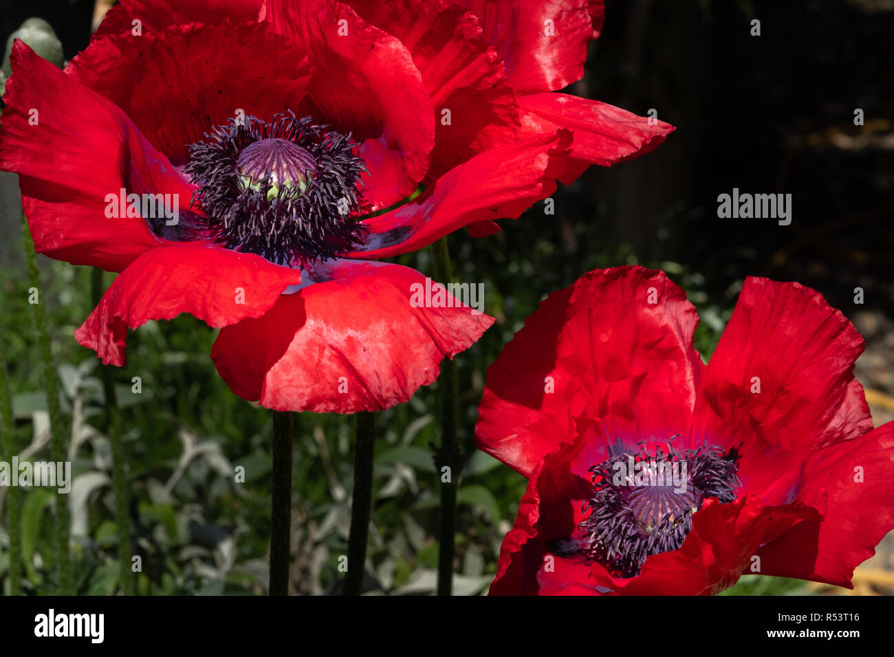 Deep red Poppy in full bloom Stock Photo - Alamy