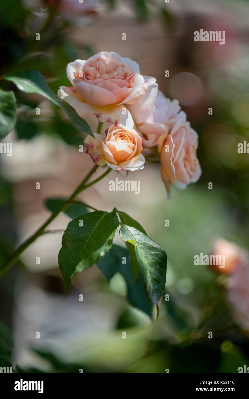 Apricot, pink, coloured, rose flowers in full bloom in garden Stock ...