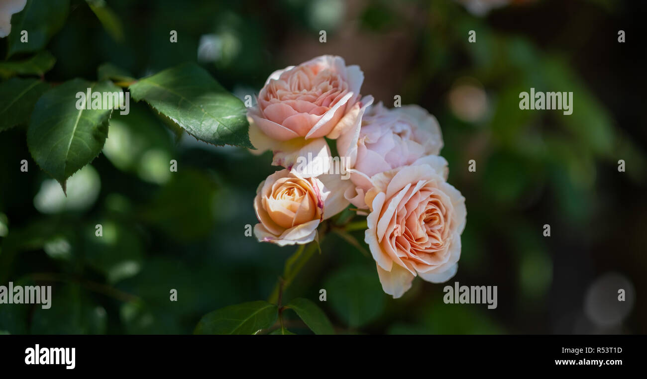 Apricot pink rose hi-res stock photography and images - Alamy