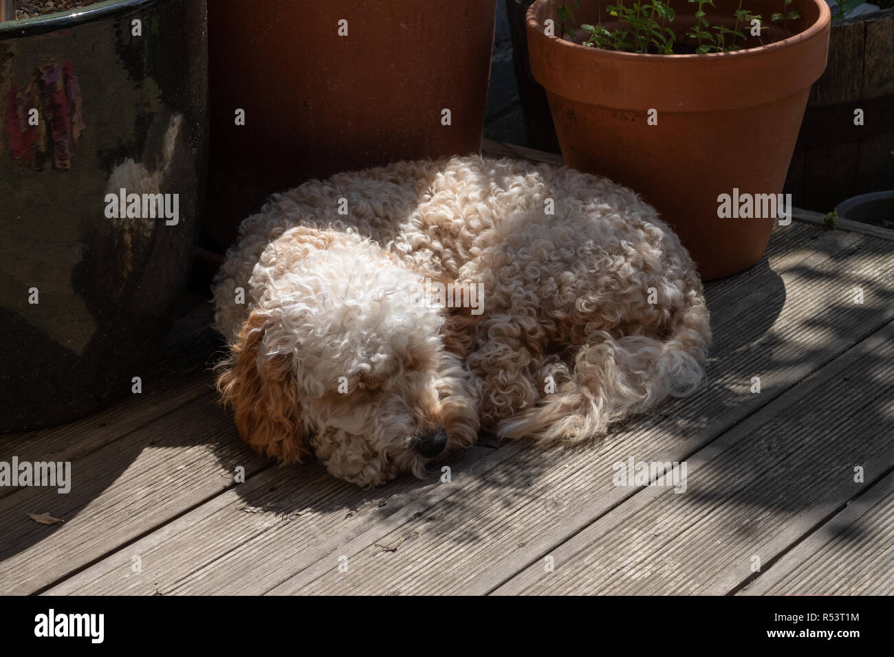 Cockapoo puppy sleeping on the decking on a hot sumers day Stock Photo ...