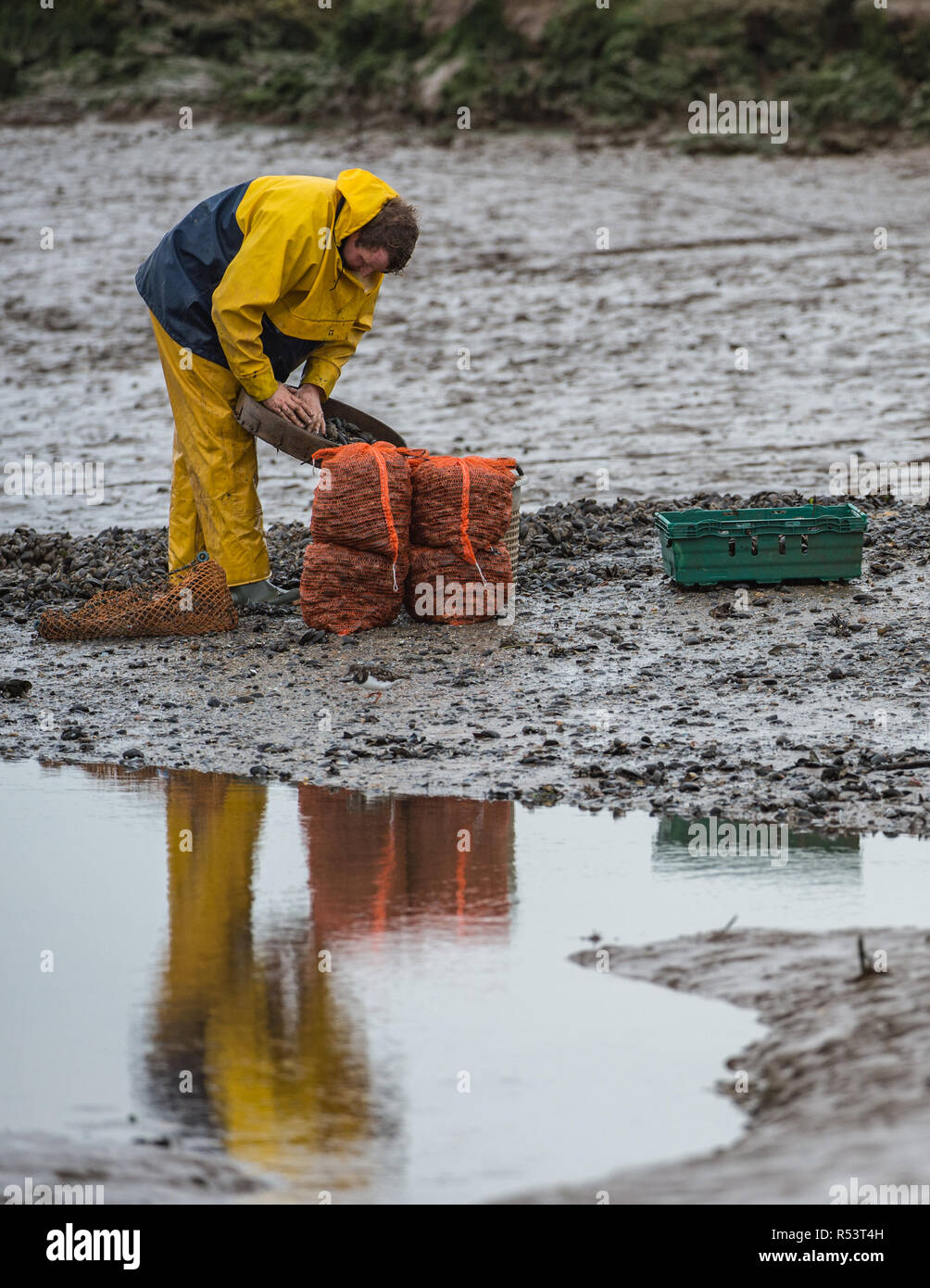 Fisherman on beach sifting muscles Stock Photo - Alamy